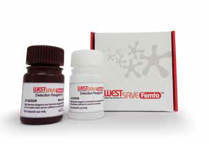 Wester Blot | Abfrontier